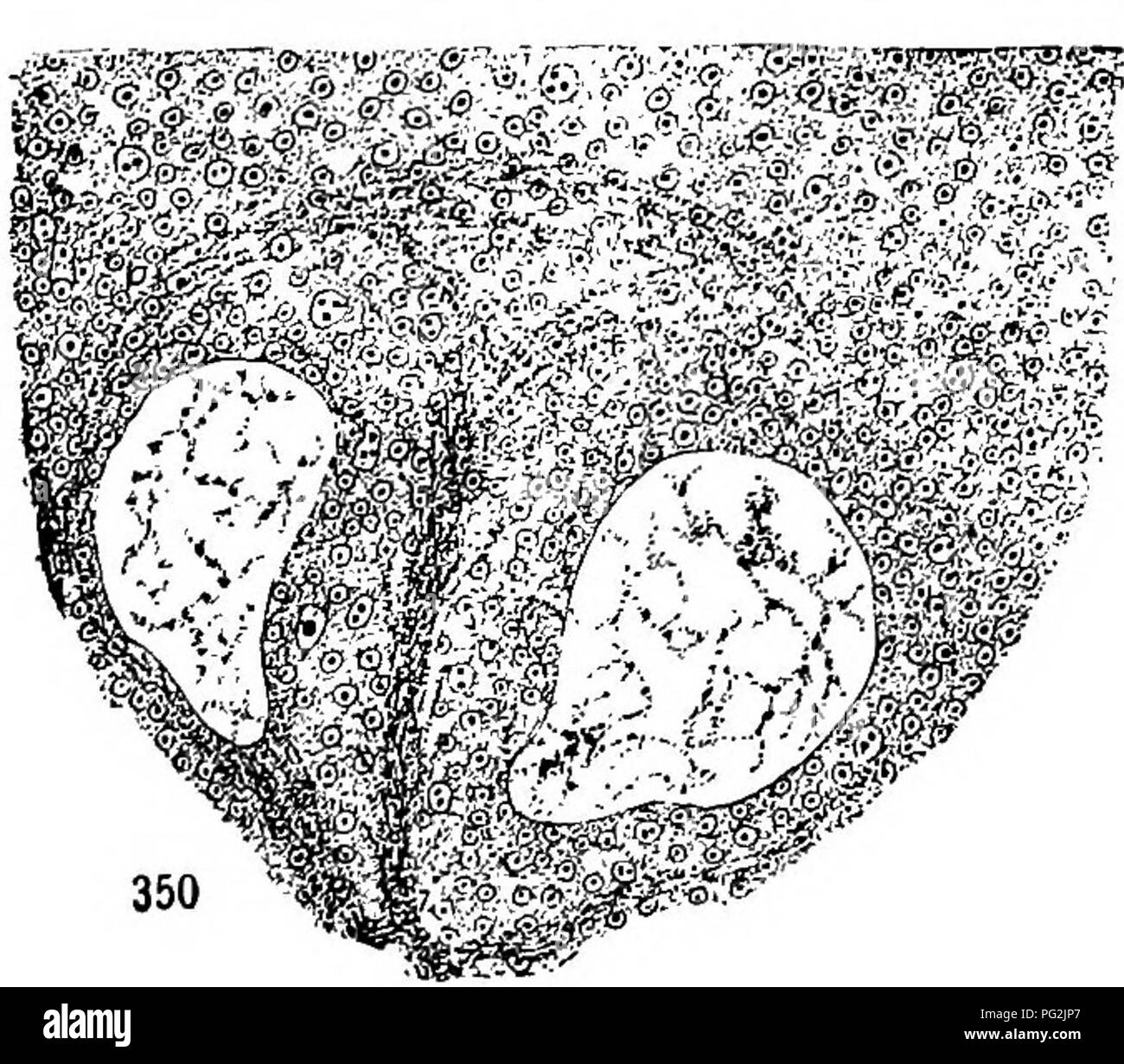 This work provides an in-depth analysis of the morphological structures ...