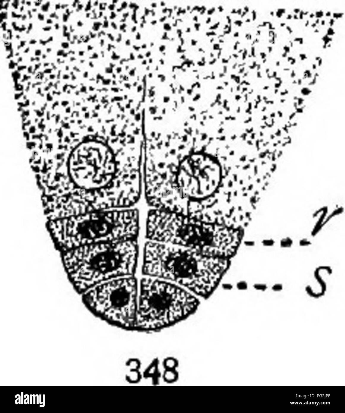 This book provides an in-depth look at the morphology of gymnosperms ...