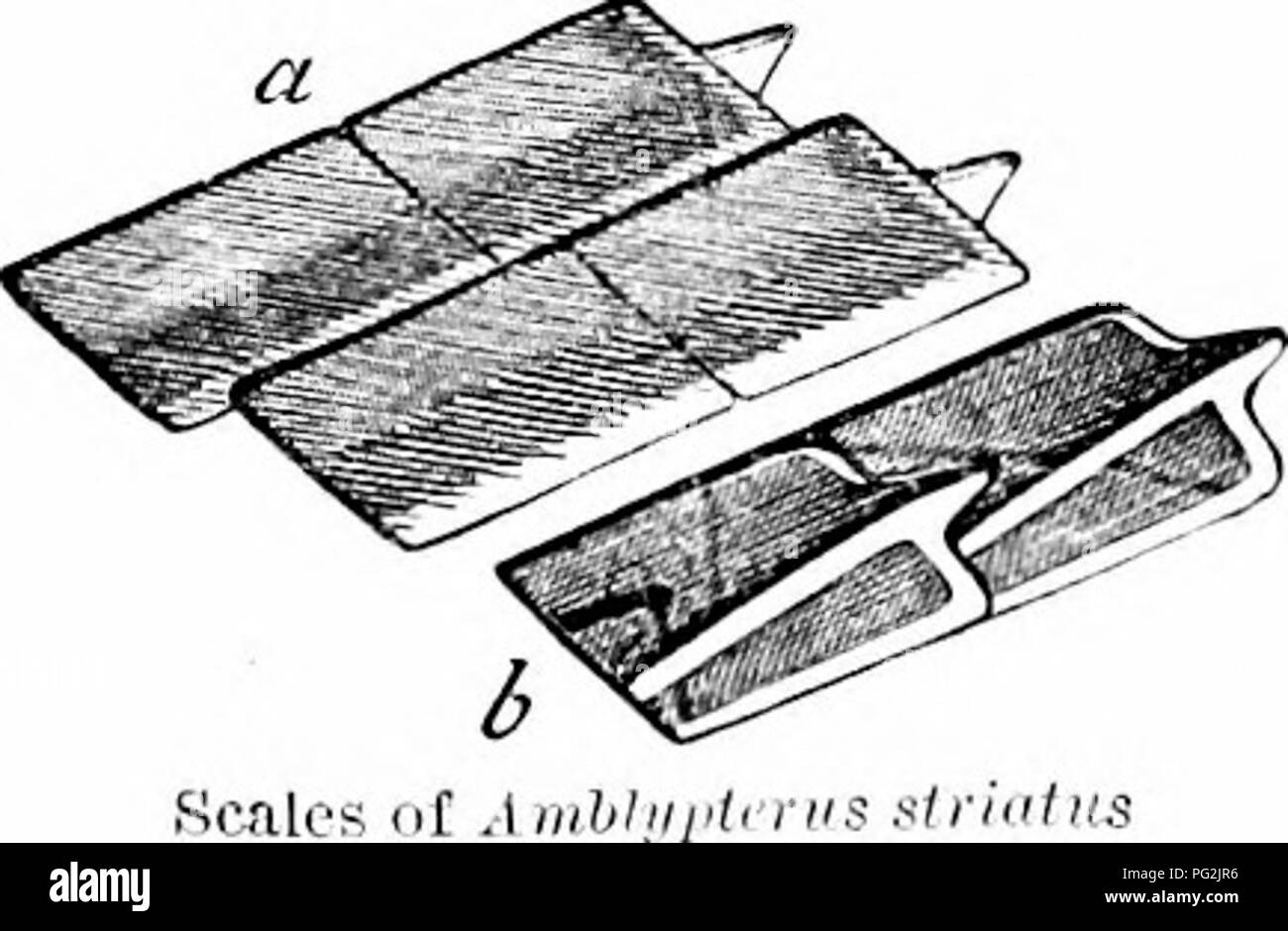 Dermal plates Black and White Stock Photos & Images - Alamy