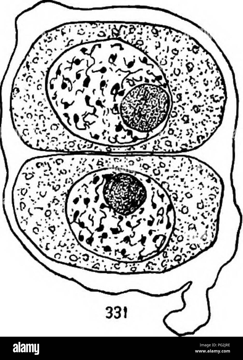 This illustration series explores the pollen tube structures of various ...