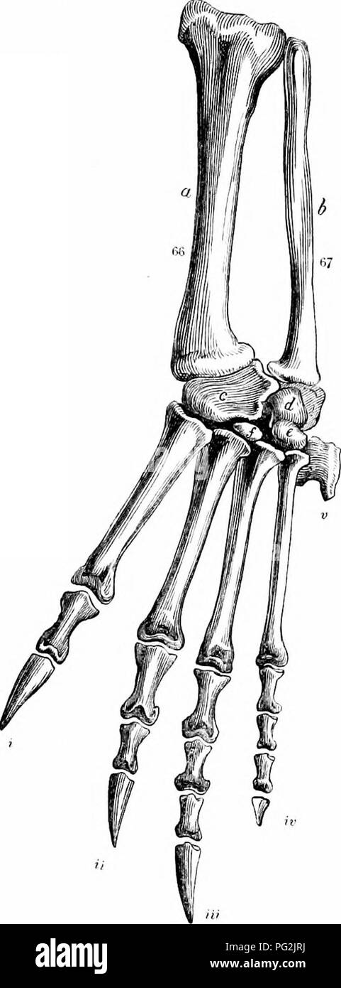 Ventral foot hi-res stock photography and images - Alamy