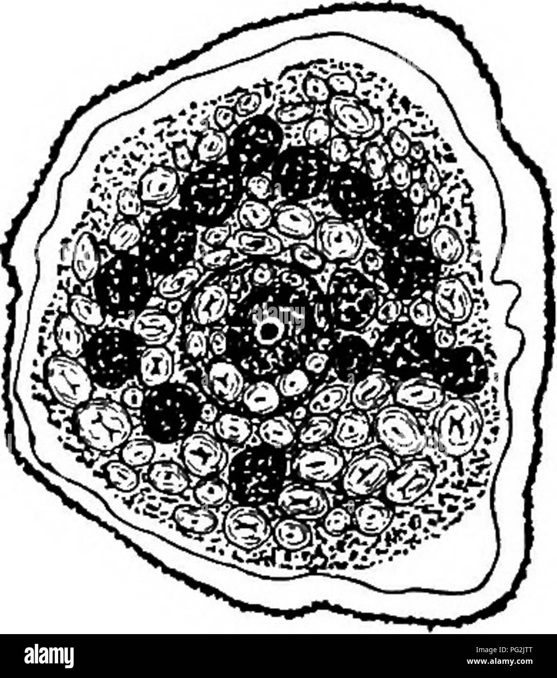 . Morphology of gymnosperms. Gymnosperms; Plant morphology. 319 320 ...