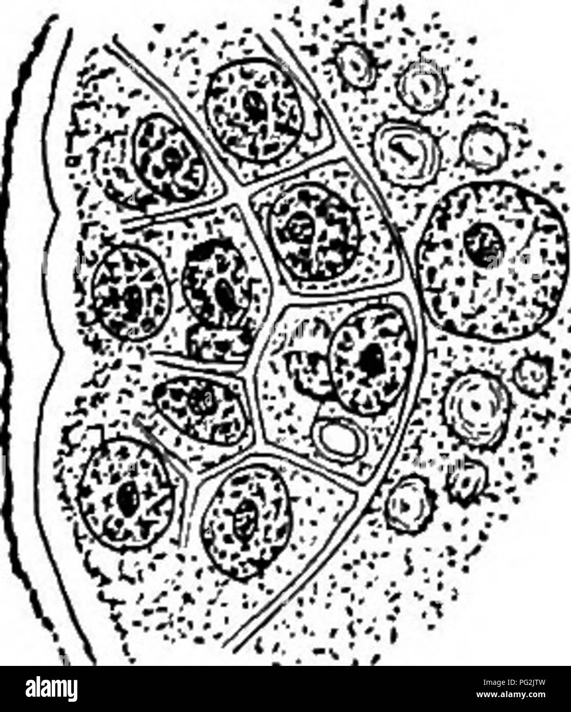 This work by Coulter and Chamberlain explores the morphology of ...