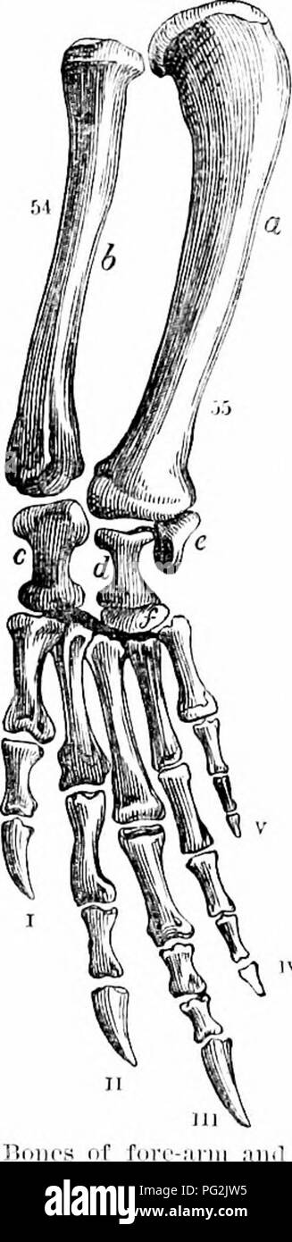 This comparative anatomy text from 1866 explores the skeletal structure ...