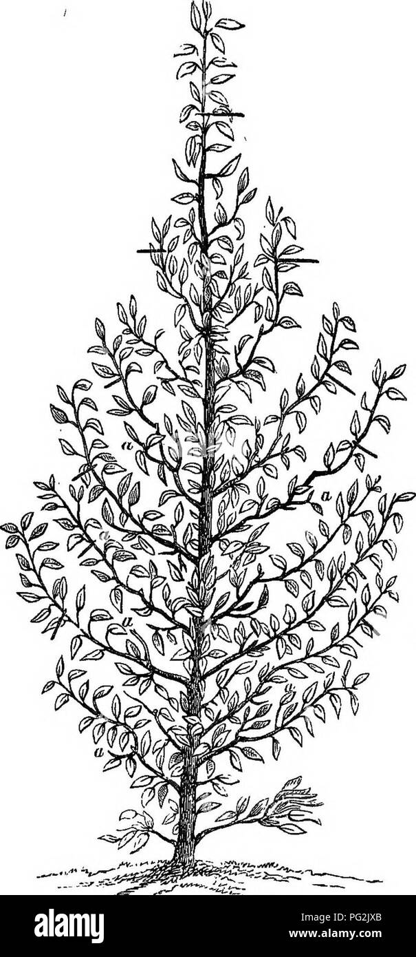 A guide to the cultivation of pyramidal and bush fruit trees, offering ...