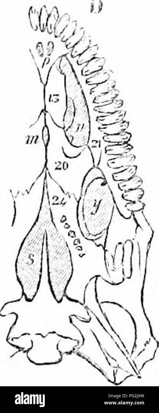 . On the anatomy of vertebrates. Vertebrates; Anatomy, Comparative ...