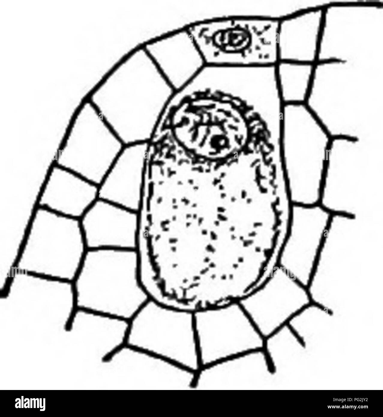 Gymnosperms reproductive structures hi-res stock photography and images ...