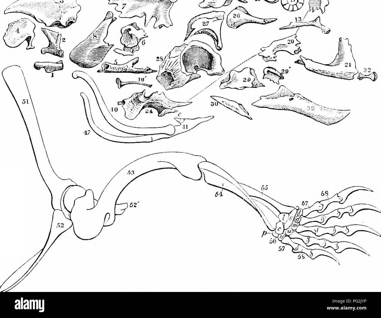 This comparative anatomy study, published in 1866, focuses on the ...