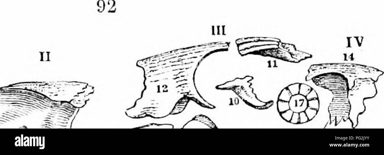 This work focuses on the comparative anatomy of vertebrates, including ...