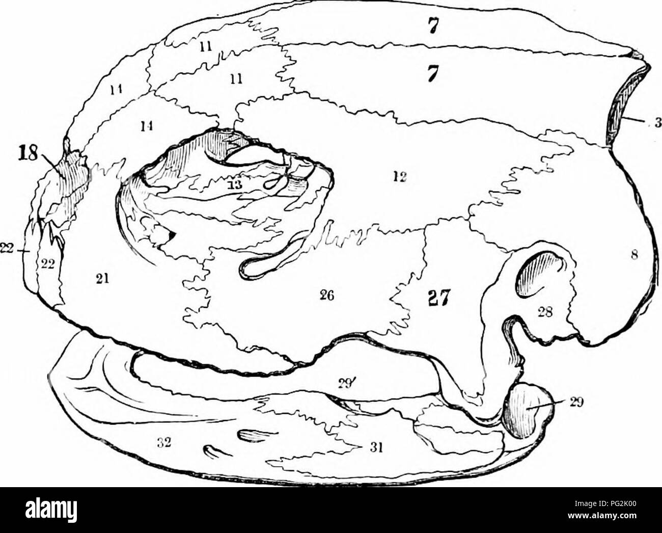 Bone structures of the skull Black and White Stock Photos & Images - Alamy
