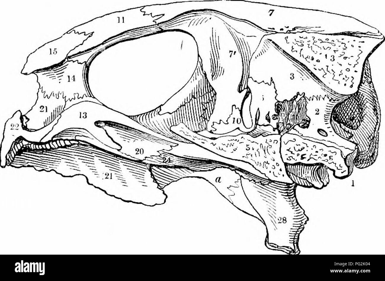Ear brain anatomy Black and White Stock Photos & Images - Alamy