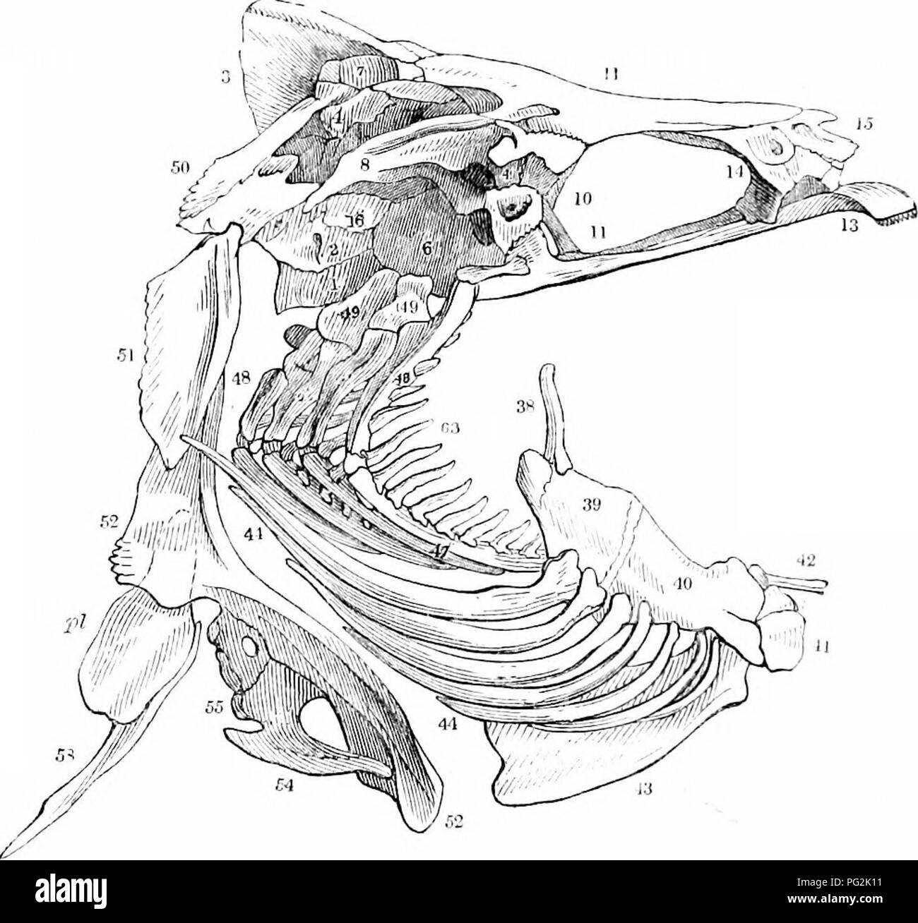 . On the anatomy of vertebrates. Vertebrates; Anatomy, Comparative ...