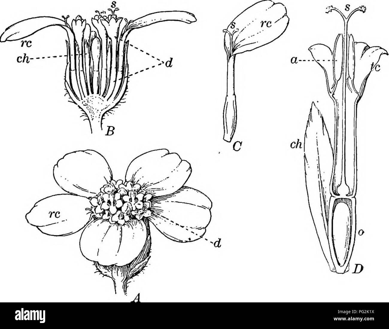 . Key and flora : northern and central states . Botany. COMPOSITE ...