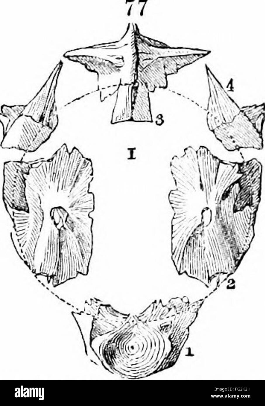 Trunk anatomy Black and White Stock Photos & Images - Alamy