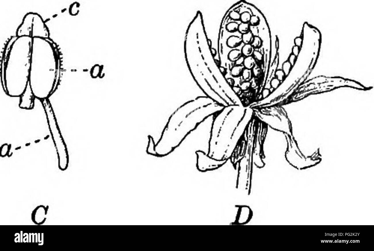 This botanical reference focuses on the flora of the northern and ...