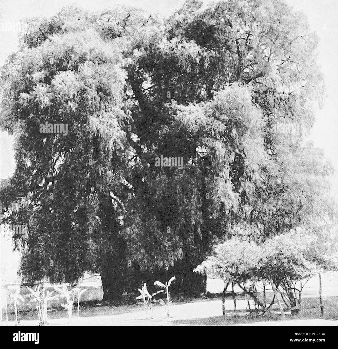 Spreading deciduous tree Black and White Stock Photos & Images - Alamy