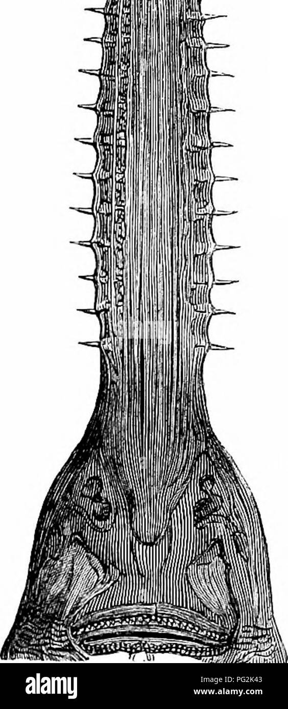 This anatomical work discusses the comparative anatomy of vertebrates ...