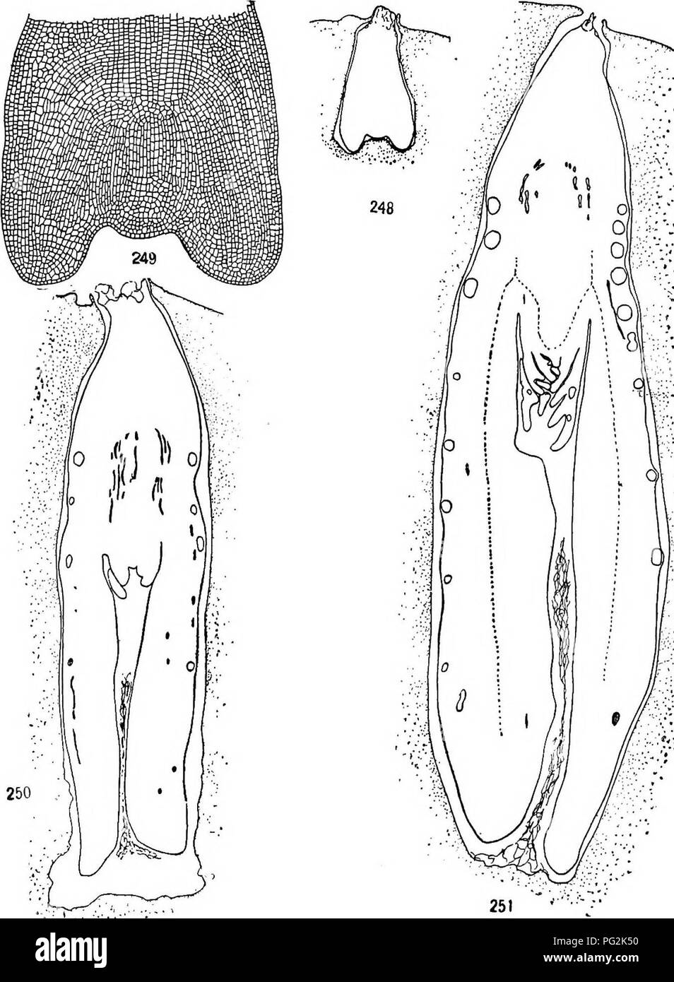 Plant embryo endosperm hi-res stock photography and images - Alamy