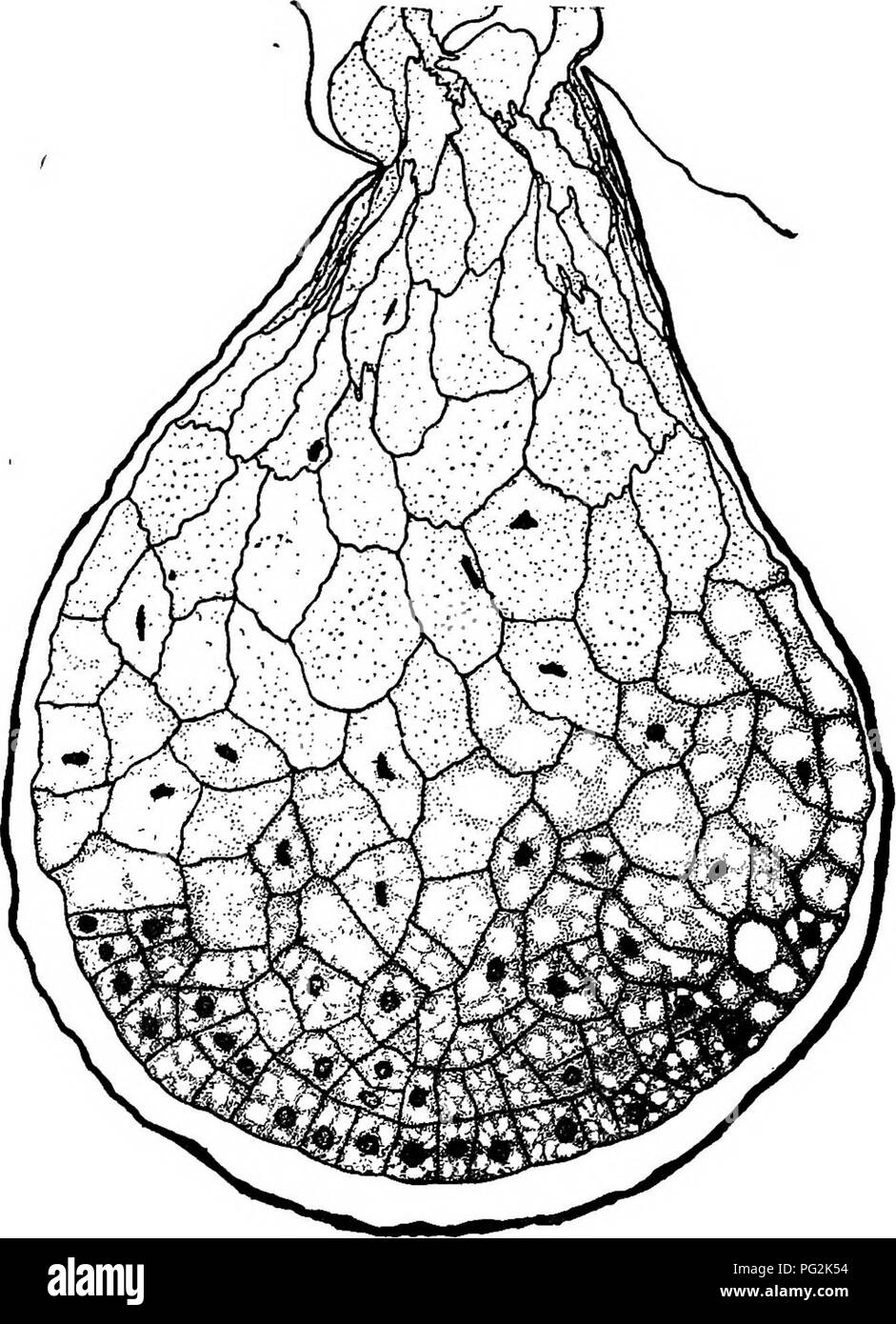 This study on gymnosperms focuses on the plant morphology of these ...