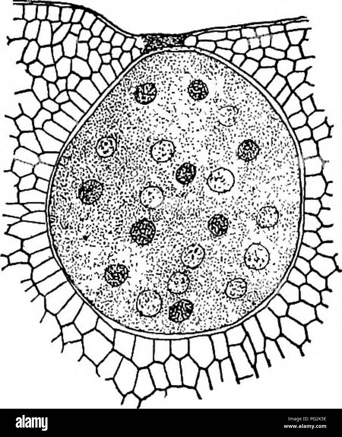 Spermatophytes Stock Photos & Spermatophytes Stock Images - Alamy