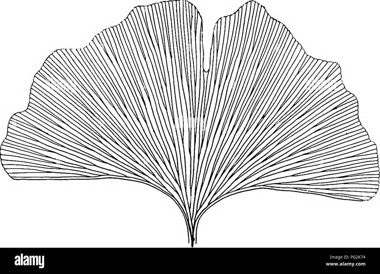 The image shows the anatomy of a Ginkgo biloba stem, highlighting the ...