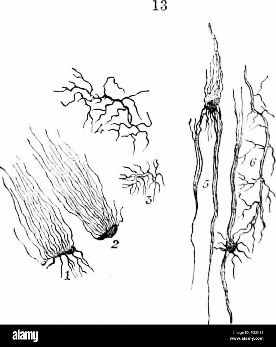This work explores the comparative anatomy of vertebrates, specifically ...