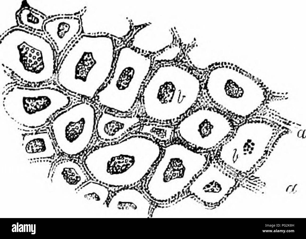 This 1866 illustration outlines the development of bone in vertebrates ...