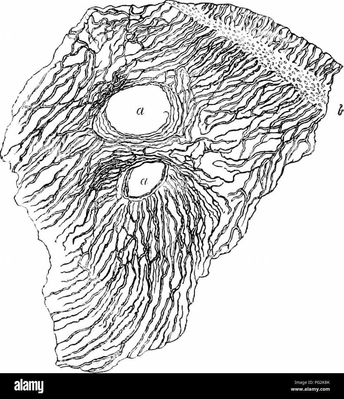 Longitudinal section bone hi-res stock photography and images - Alamy