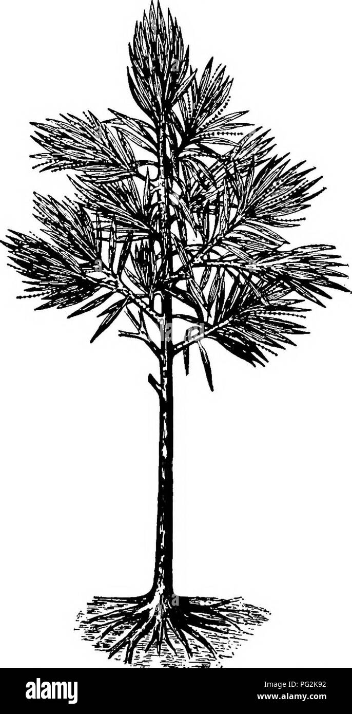 This detailed study covers the morphology of gymnosperms, focusing on ...