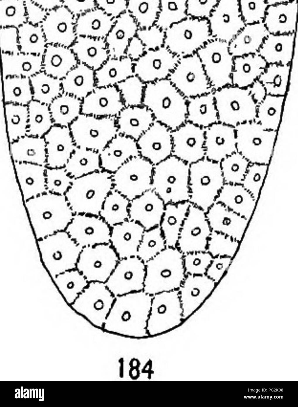 . Morphology of gymnosperms. Gymnosperms; Plant morphology. 185 Figs ...