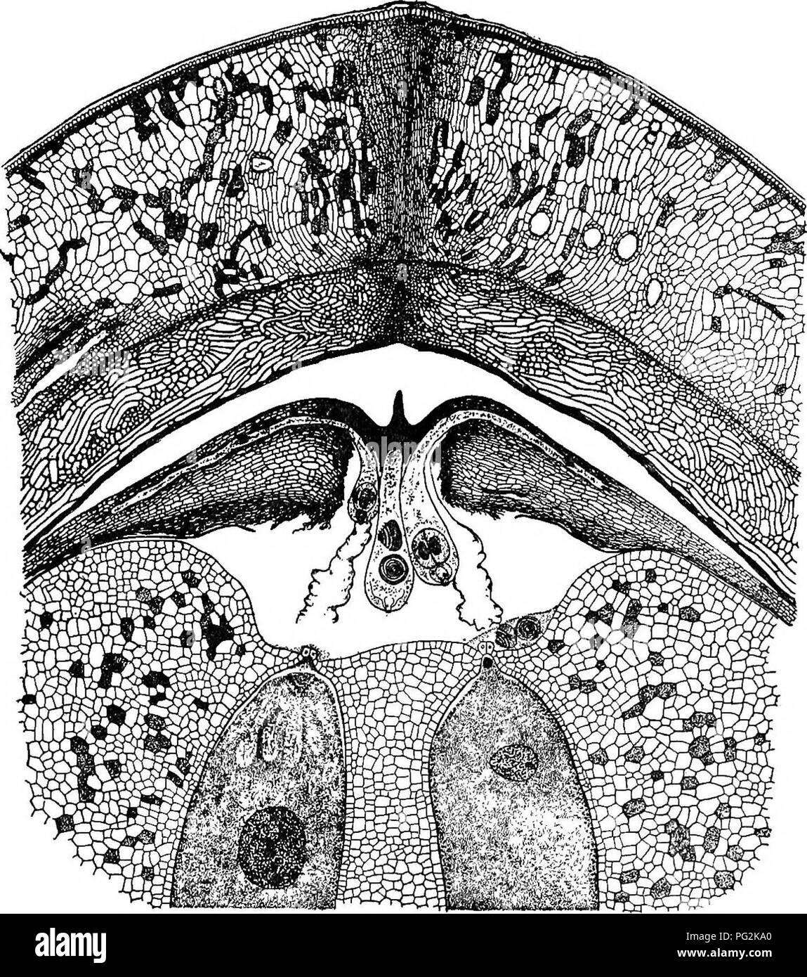 Fertilization ovule plant hi-res stock photography and images - Alamy