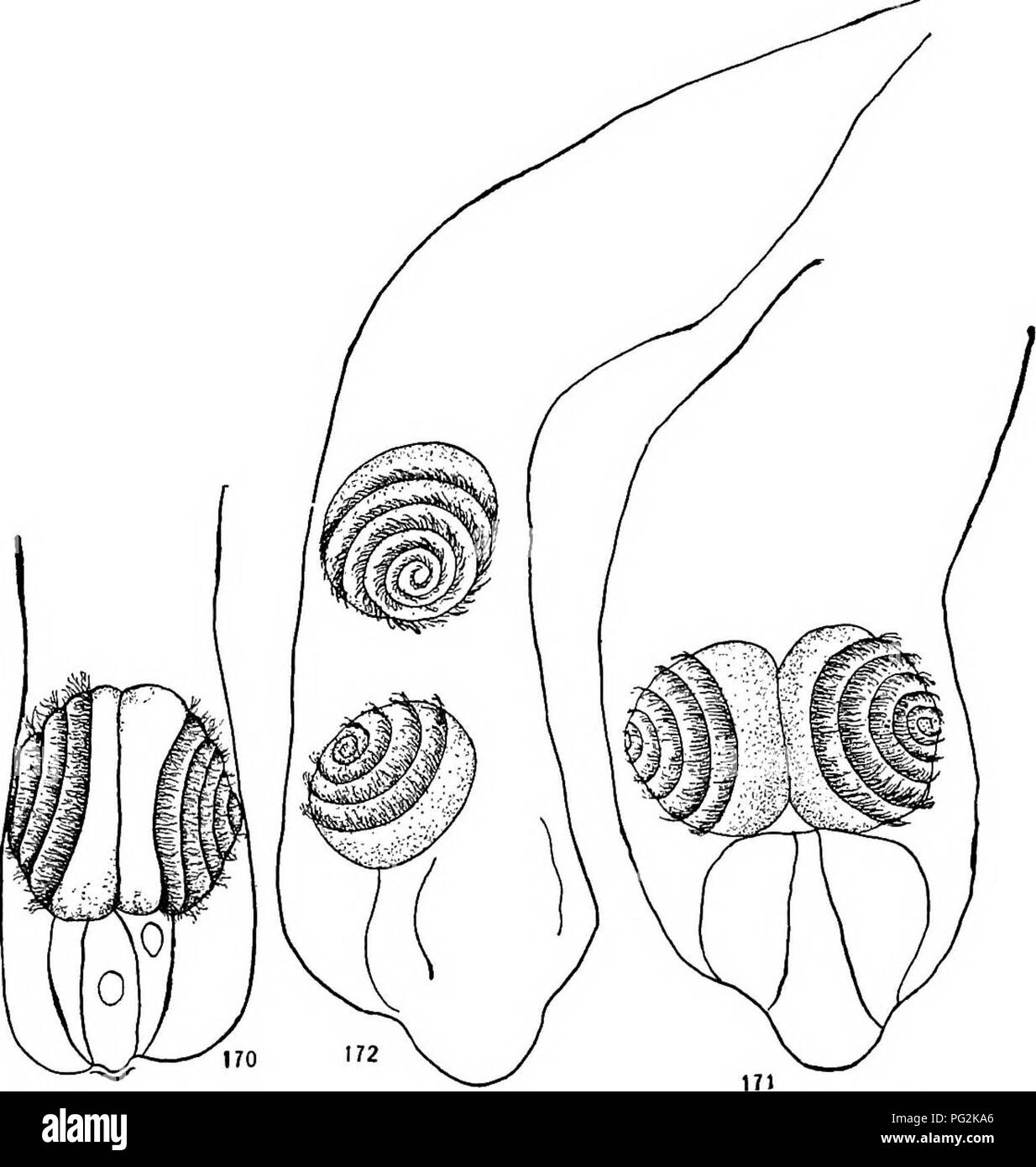 This text discusses the morphology of gymnosperms, focusing on the ...