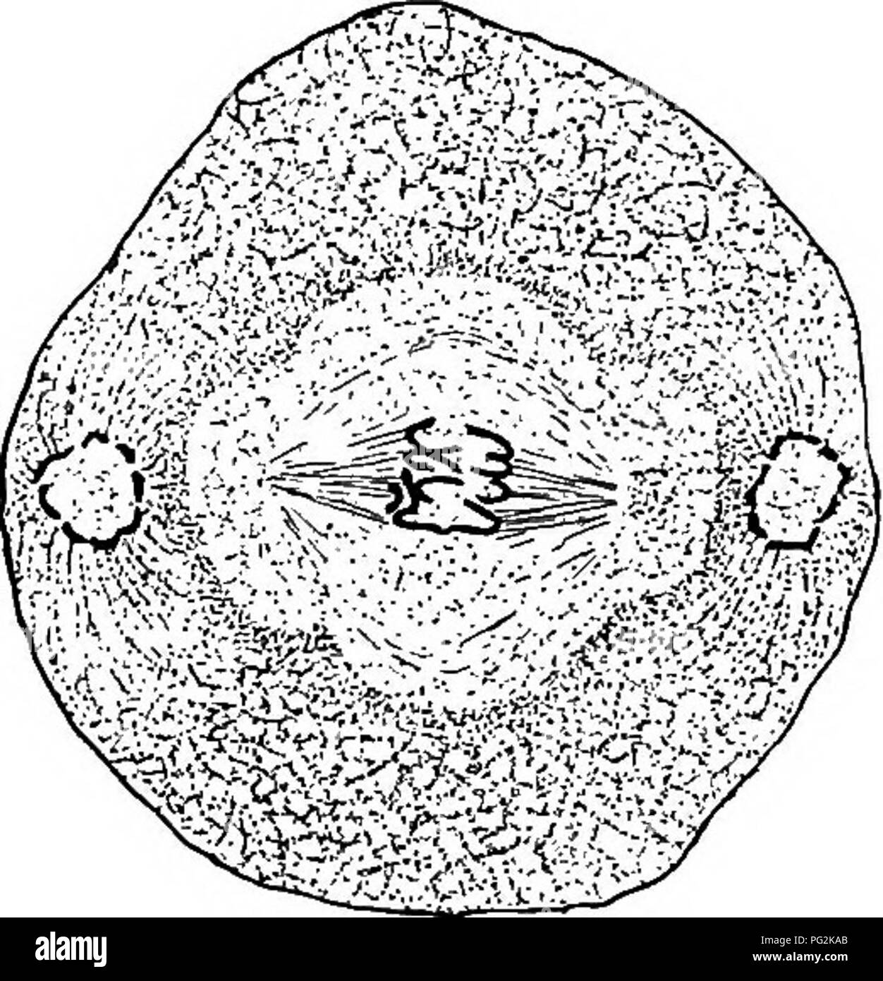 This work presents the morphology of gymnosperms, discussing their ...