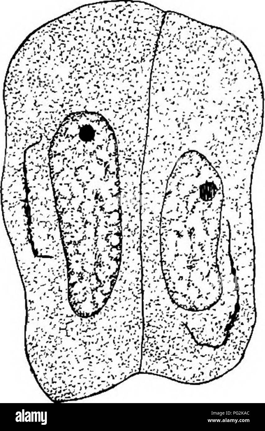 This work examines the morphology of gymnosperms, specifically focusing ...