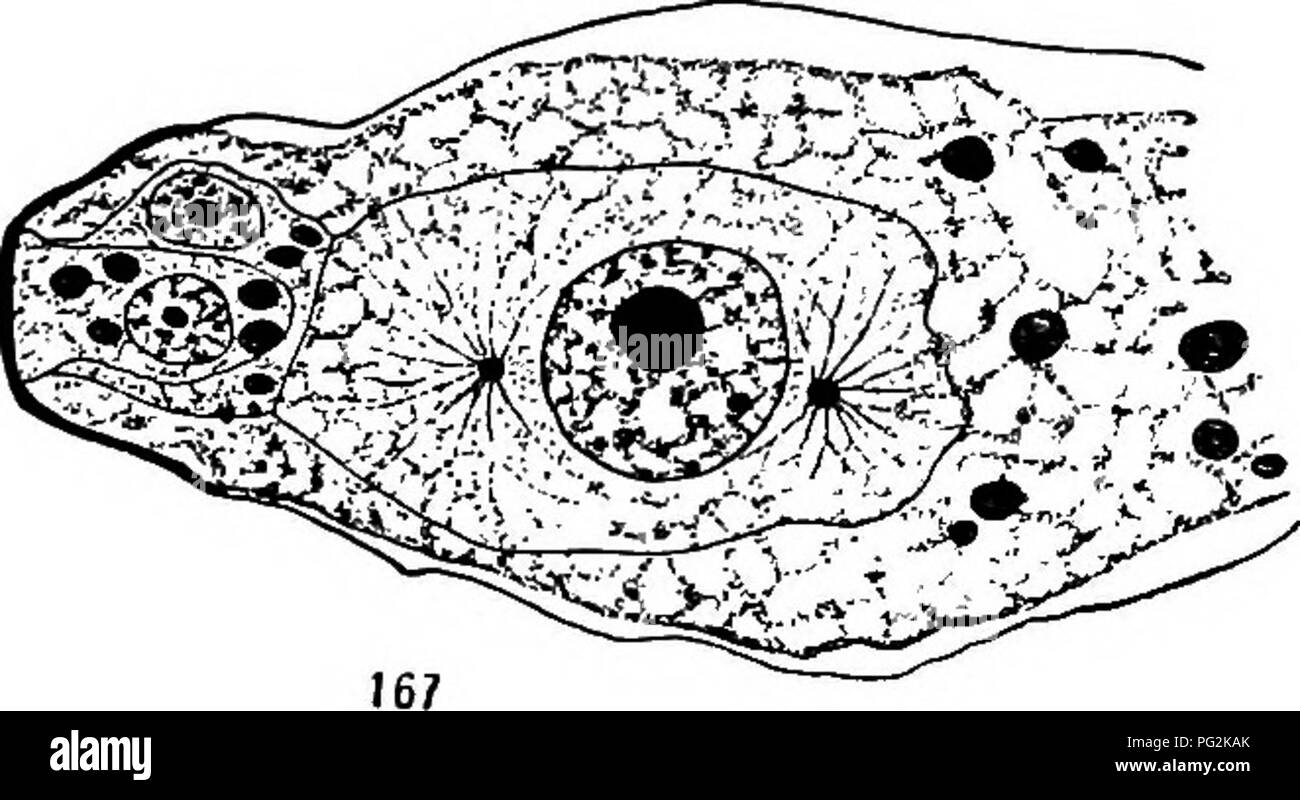 A detailed study of the plant morphology of gymnosperms, focusing on ...