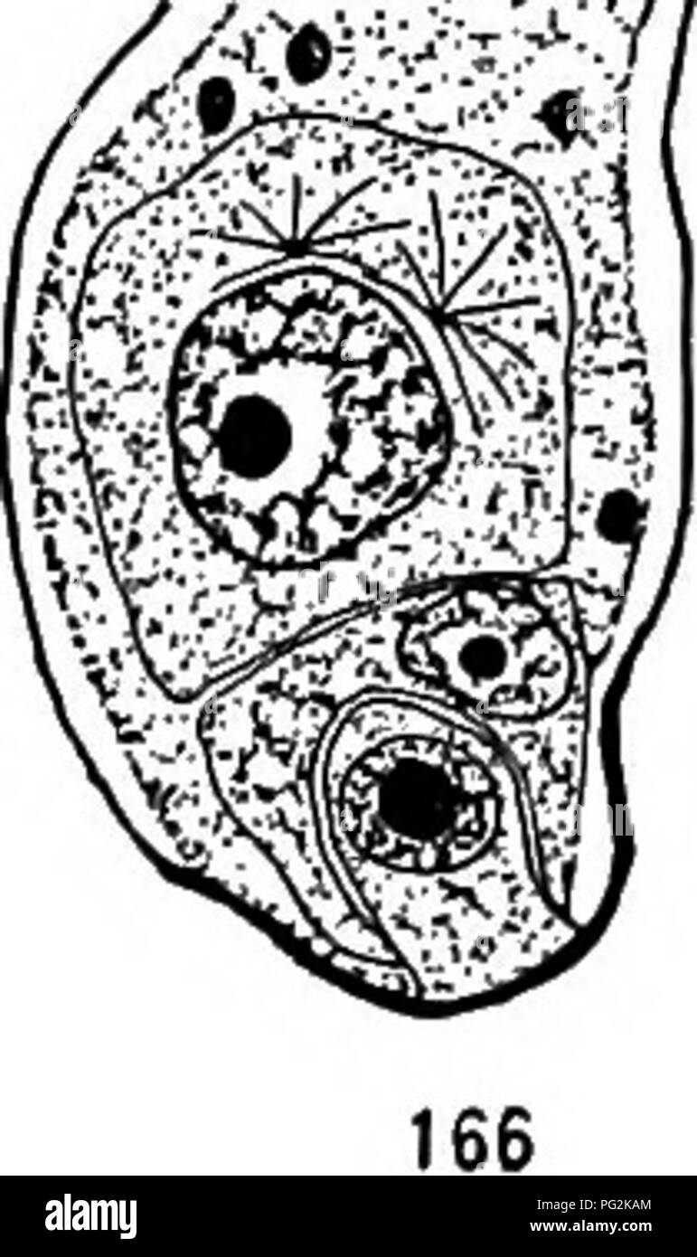 This image depicts the morphological features of gymnosperms, a group ...