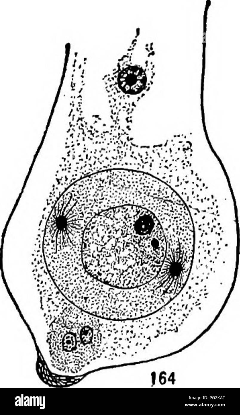 This image depicts the morphology of gymnosperms, focusing on the ...