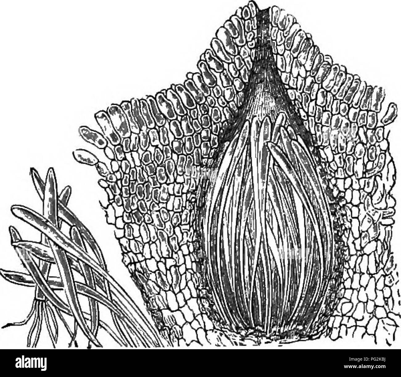 Albugo hi-res stock photography and images - Alamy