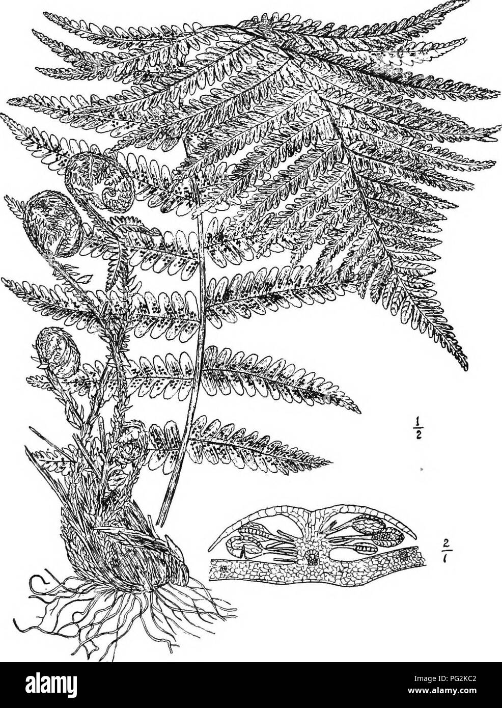 This field of botany studies plants with medicinal properties ...