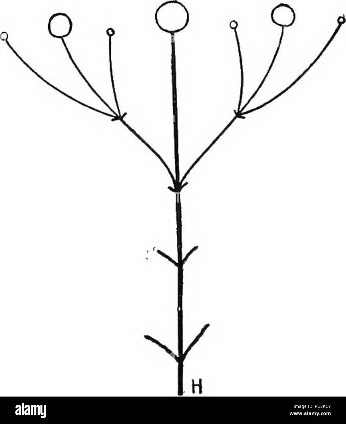 Raceme Inflorescence