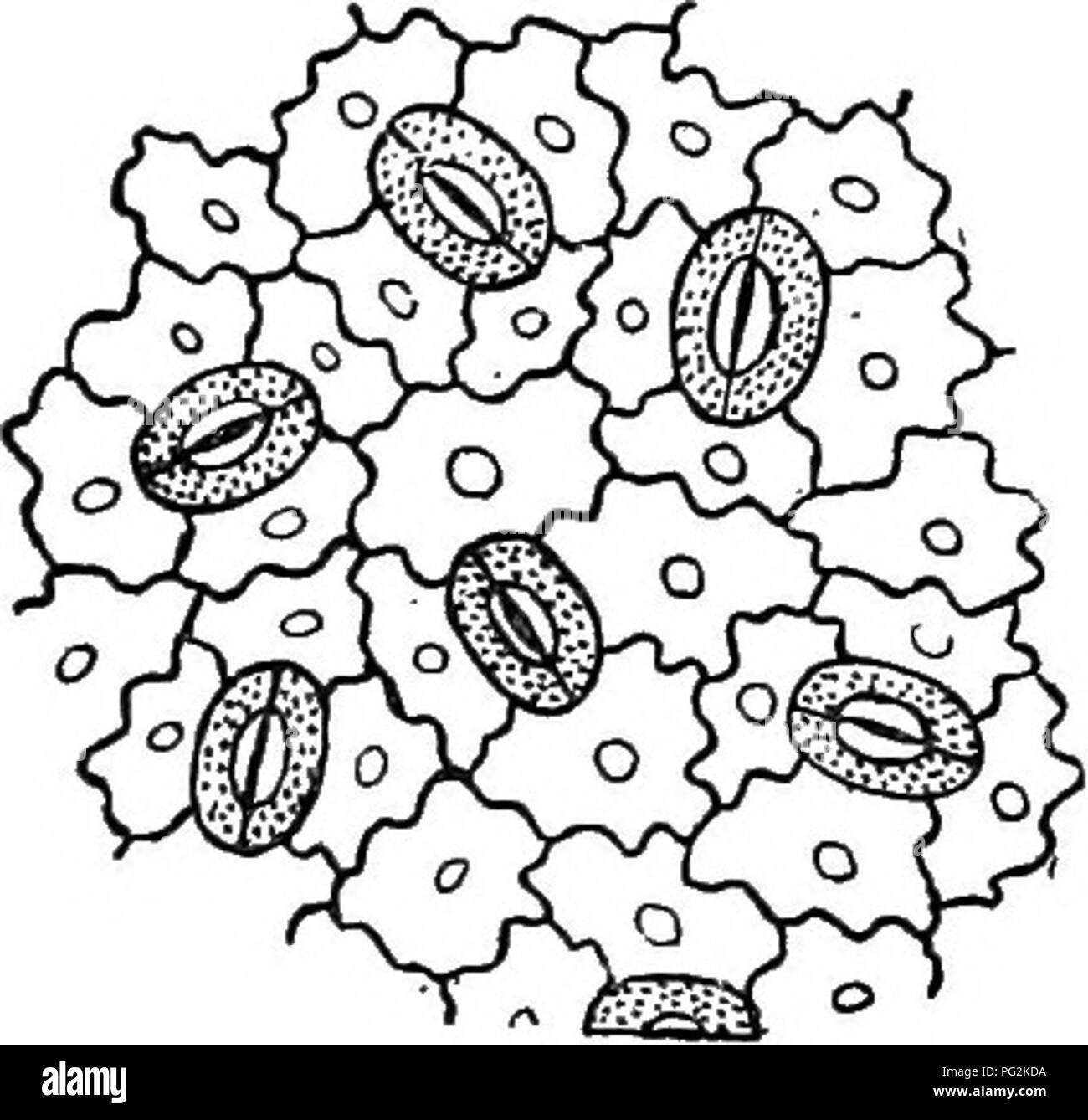 This work focuses on pharmaceutical botany, exploring the medicinal ...
