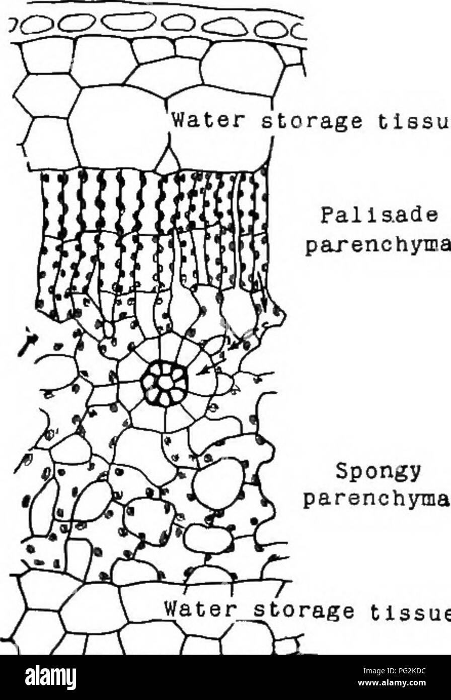 This botanical work focuses on the characteristics of leaves and their ...