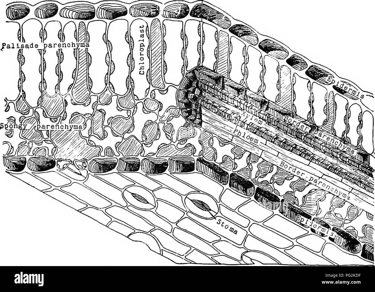 On lamina Black and White Stock Photos & Images - Alamy