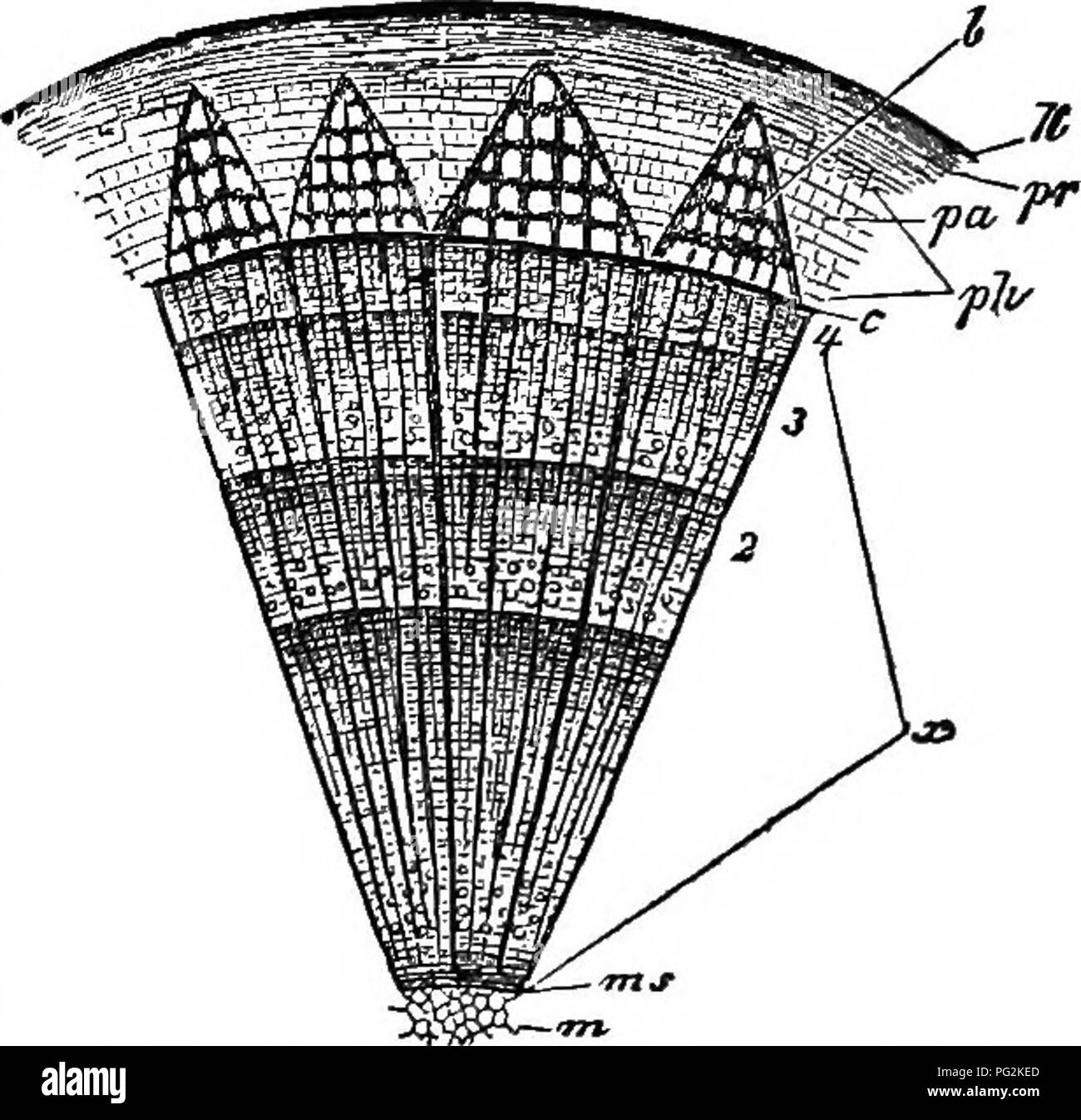 This section provides a detailed description of the lenticel structure ...