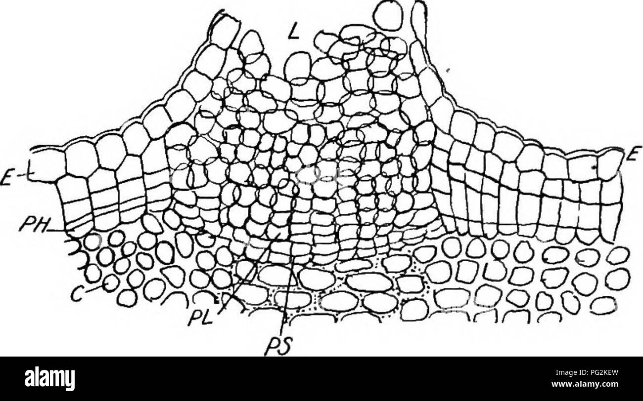 Stomata and guard cells Black and White Stock Photos & Images - Alamy