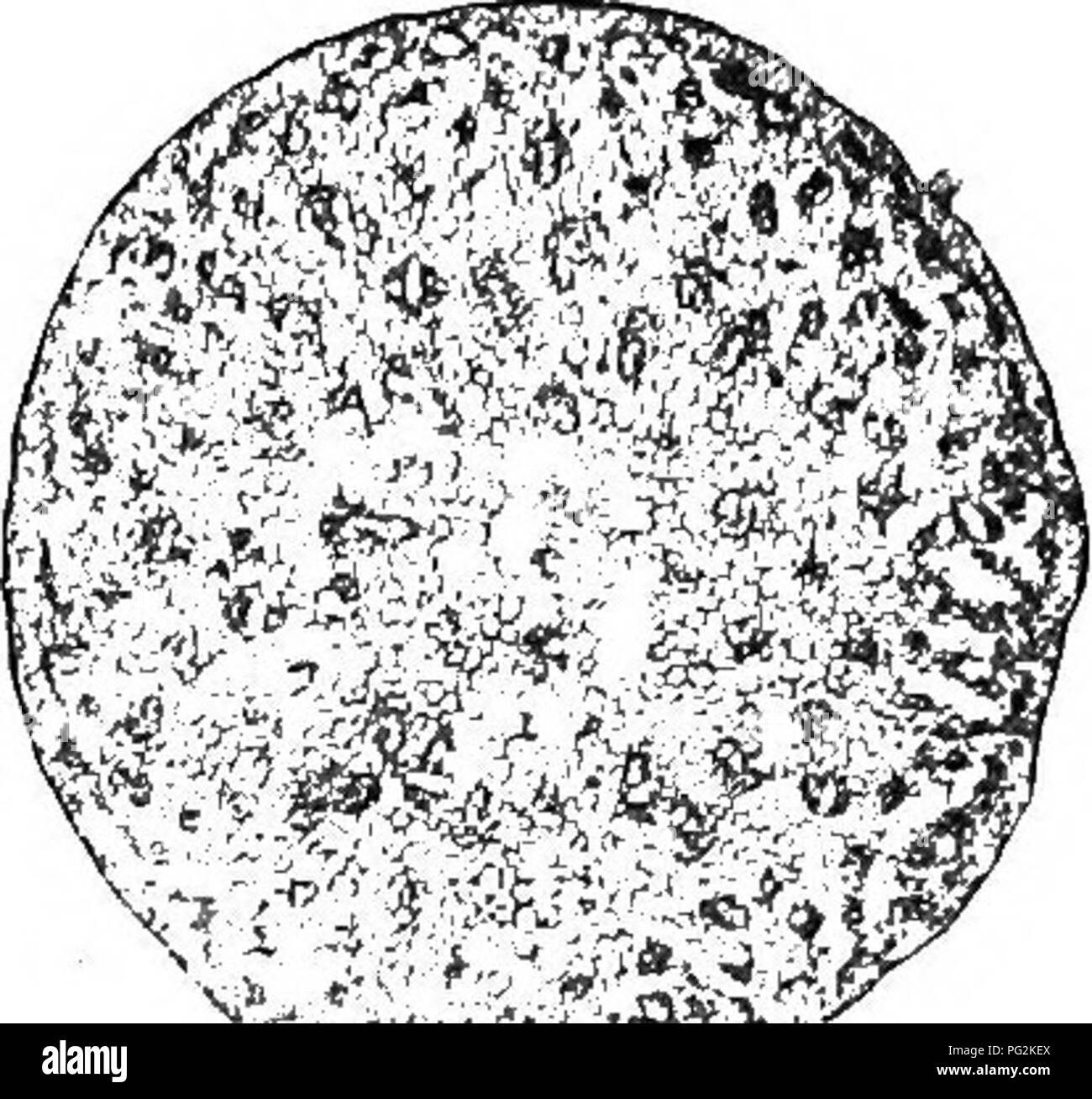 . Pharmaceutical botany. Botany; Botany, Medical. 22 PHARMACEUTICAL ...