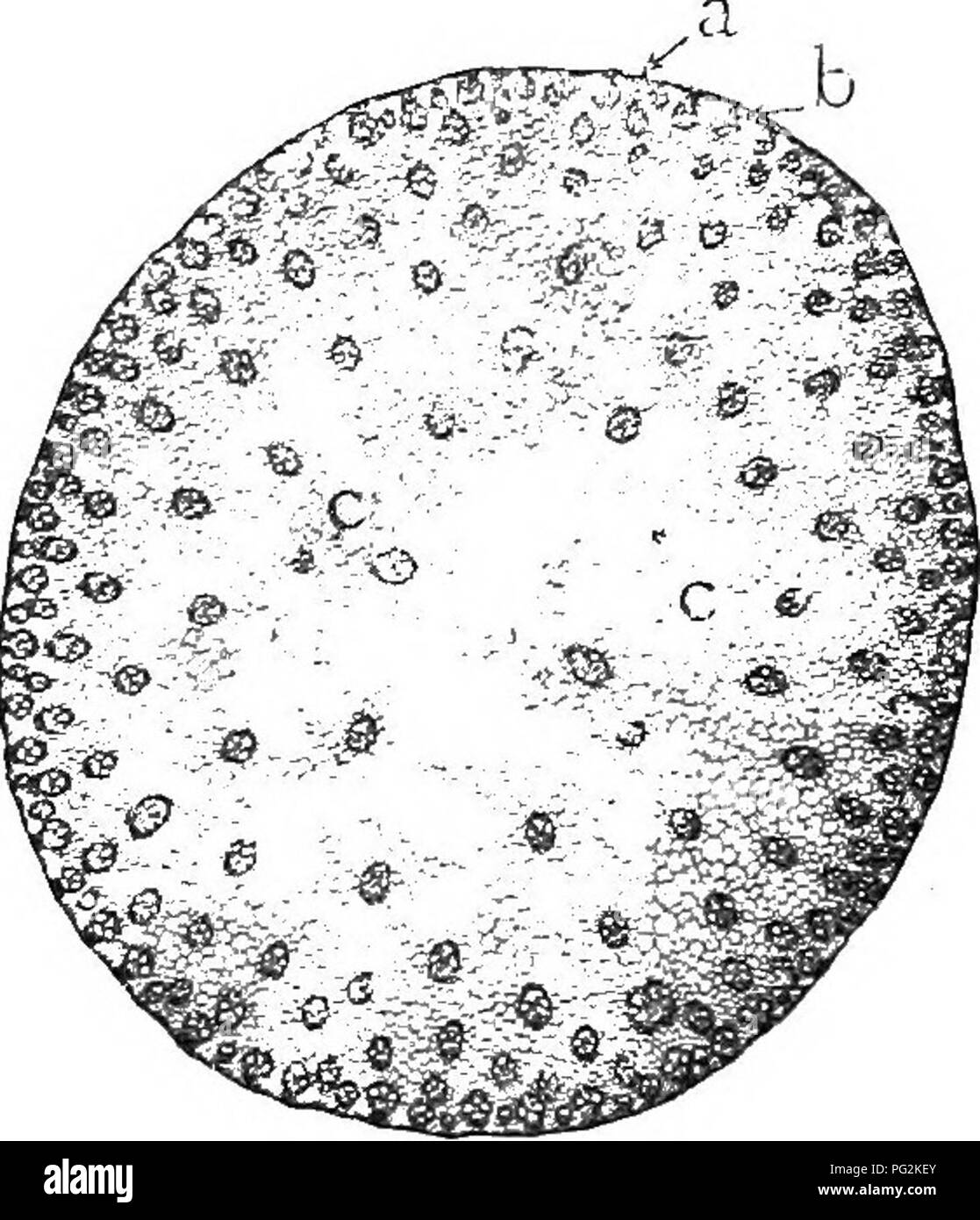 This image from a pharmaceutical botany study shows a photomicrograph ...