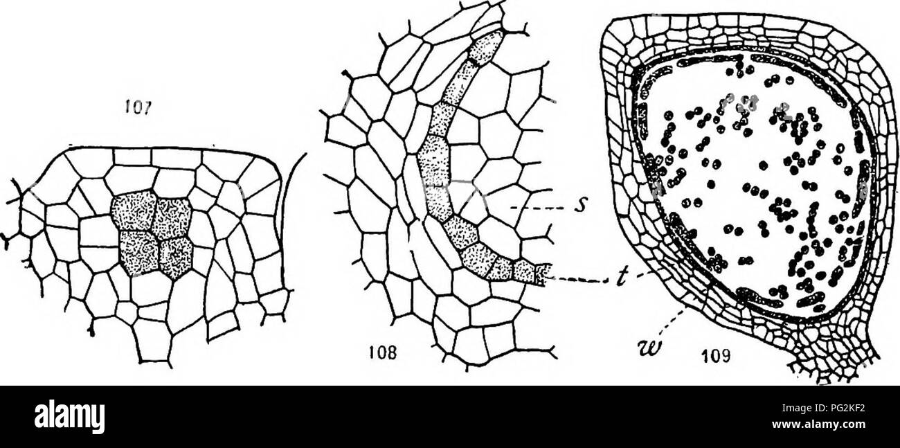 Microsporangium hi-res stock photography and images - Alamy