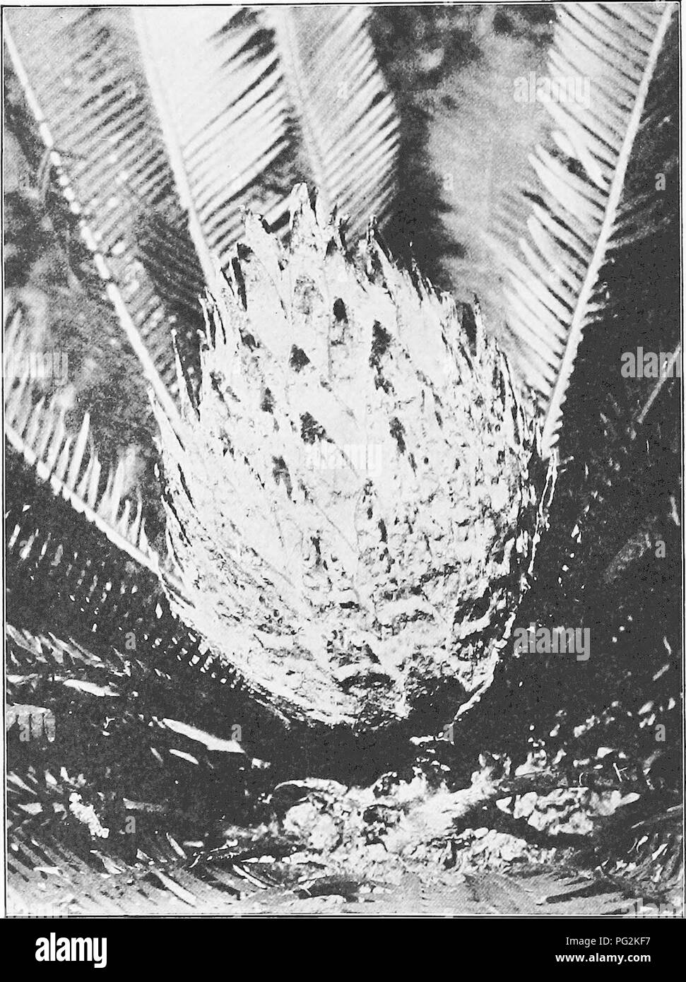 An in-depth study on the morphology of gymnosperms, detailing their ...