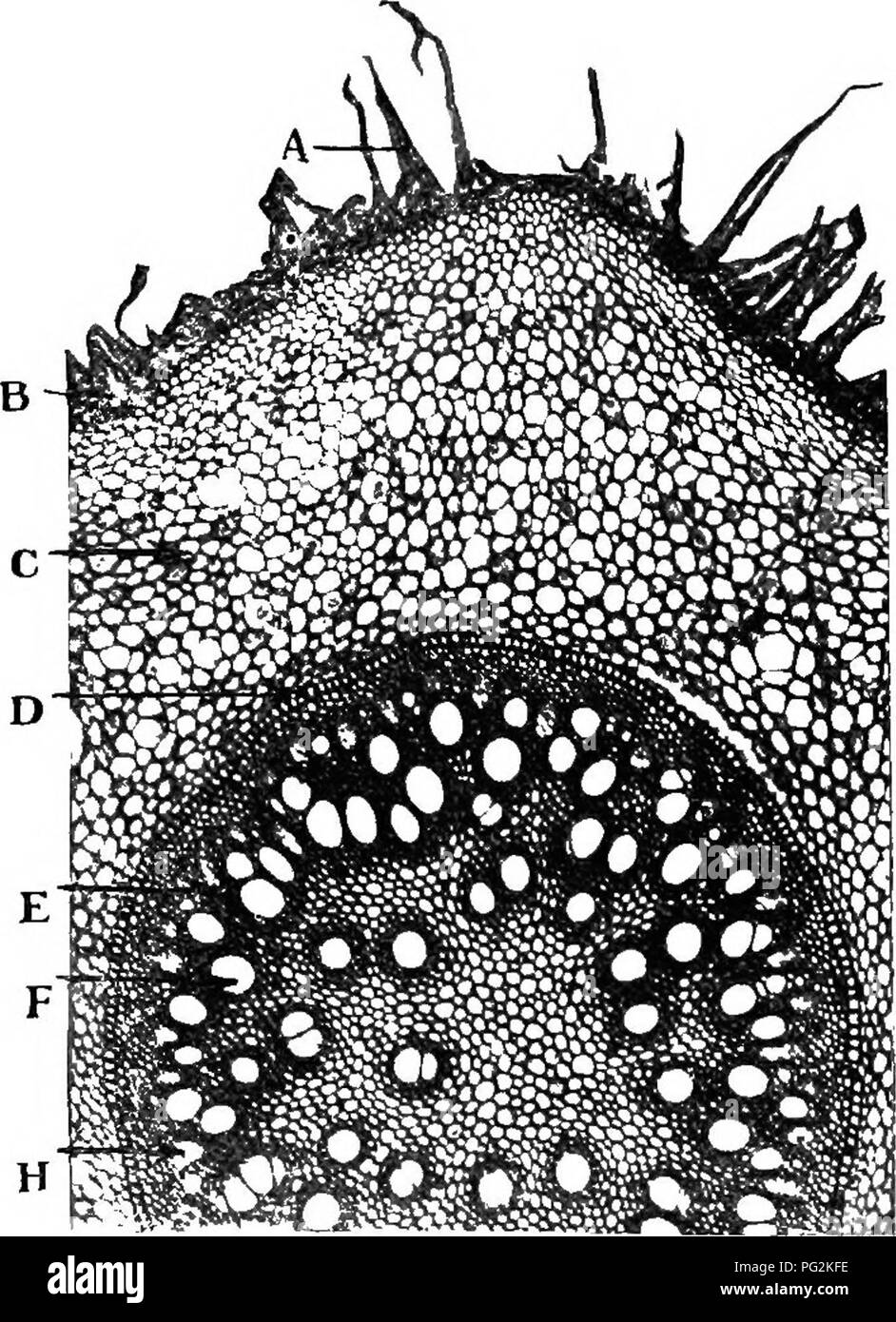 . Pharmaceutical botany. Botany; Botany, Medical. ROOT HISTOLOGY 17 2 ...